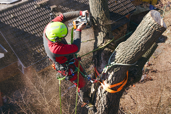 Tree Surgery Kent, Emergency Tree Surgery - Lynsted Landscapes Call ...